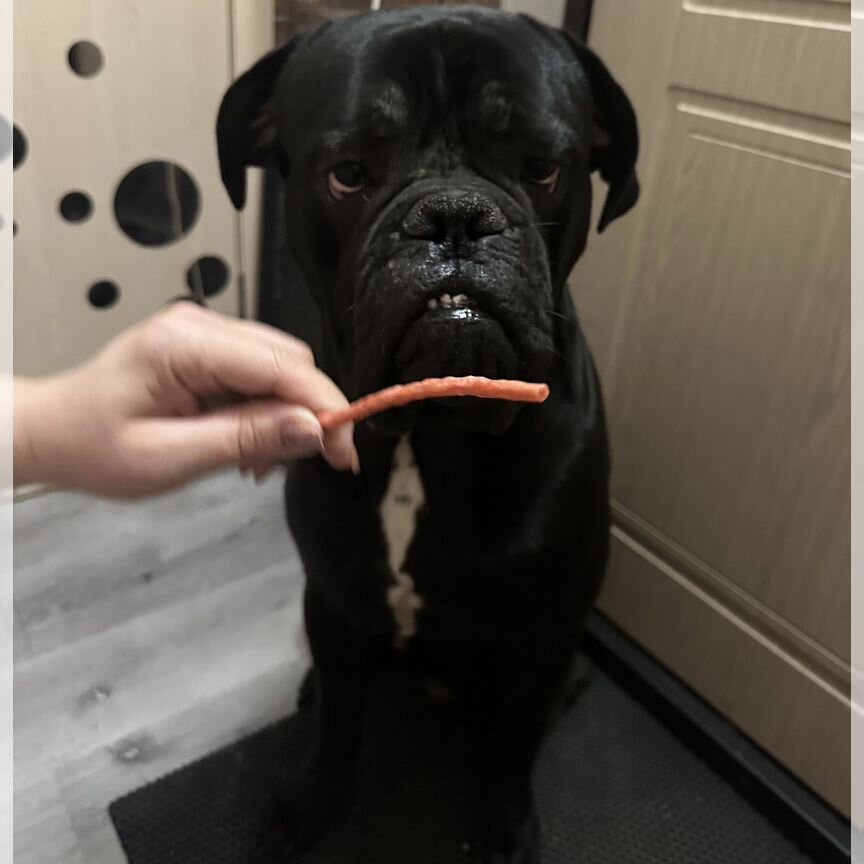 Кане-корсо, щенок