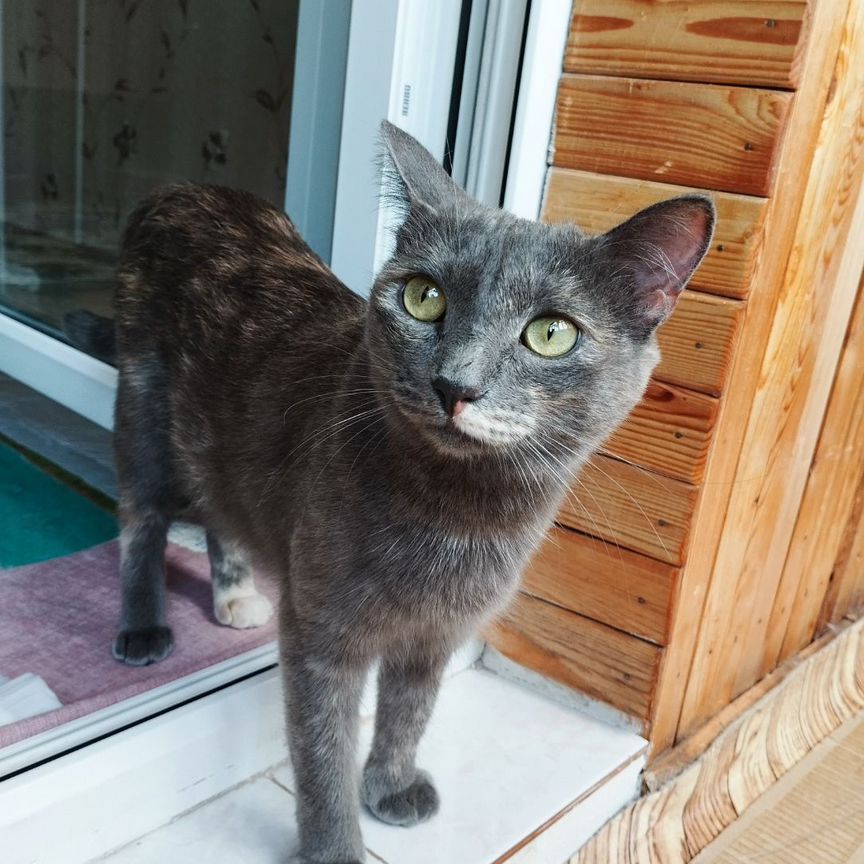 Кошка Гера ищет дом