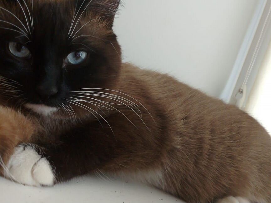 Тайский кот