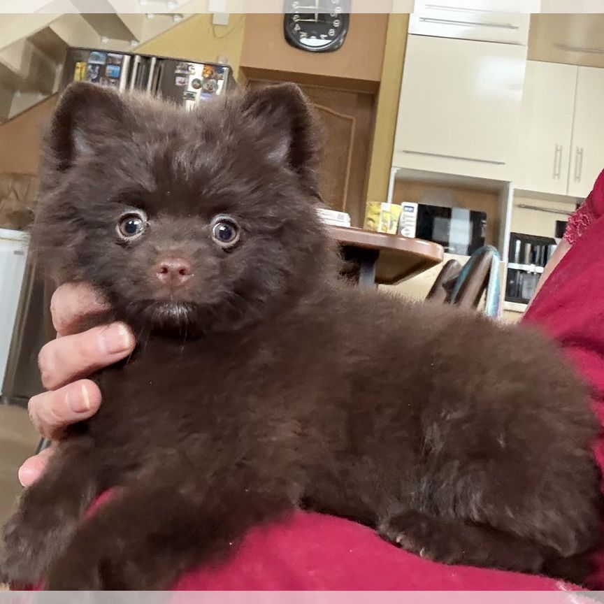 Померанский шпиц, щенок