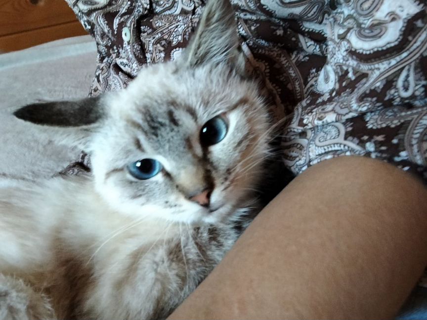 Голубоглазый котенок в добрые руки
