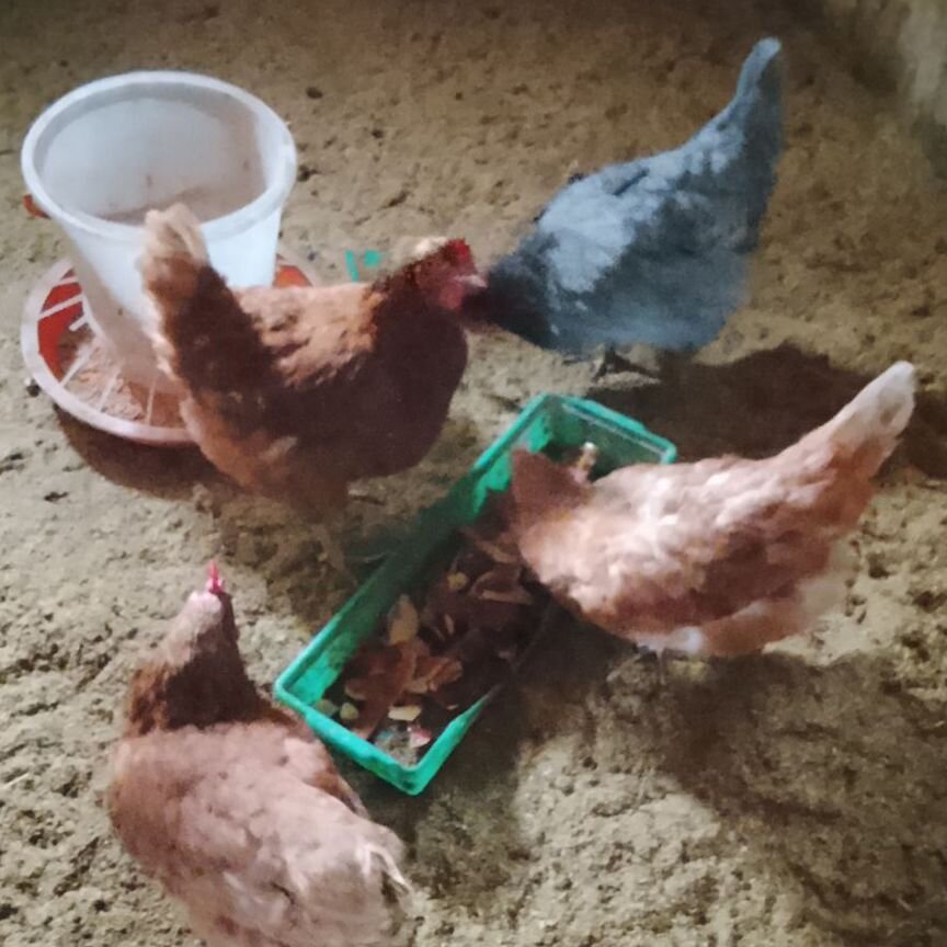 Куры несушки