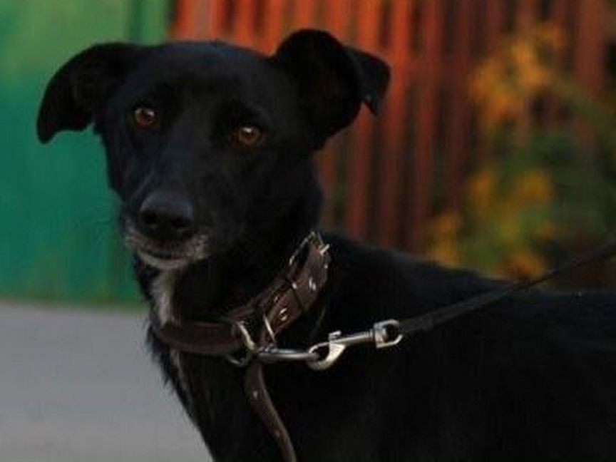 Собака Айка