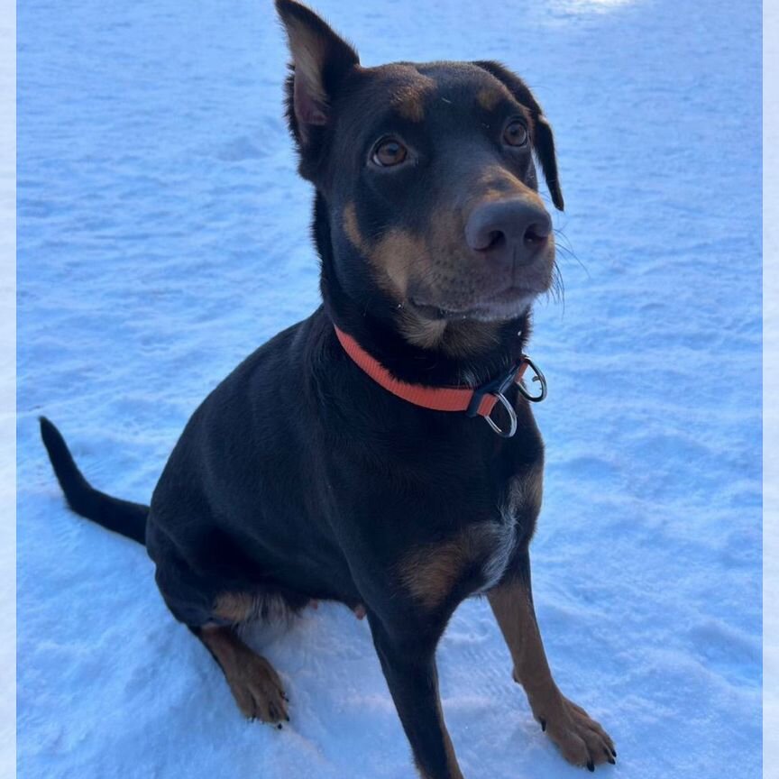 Доберман, взрослая собака