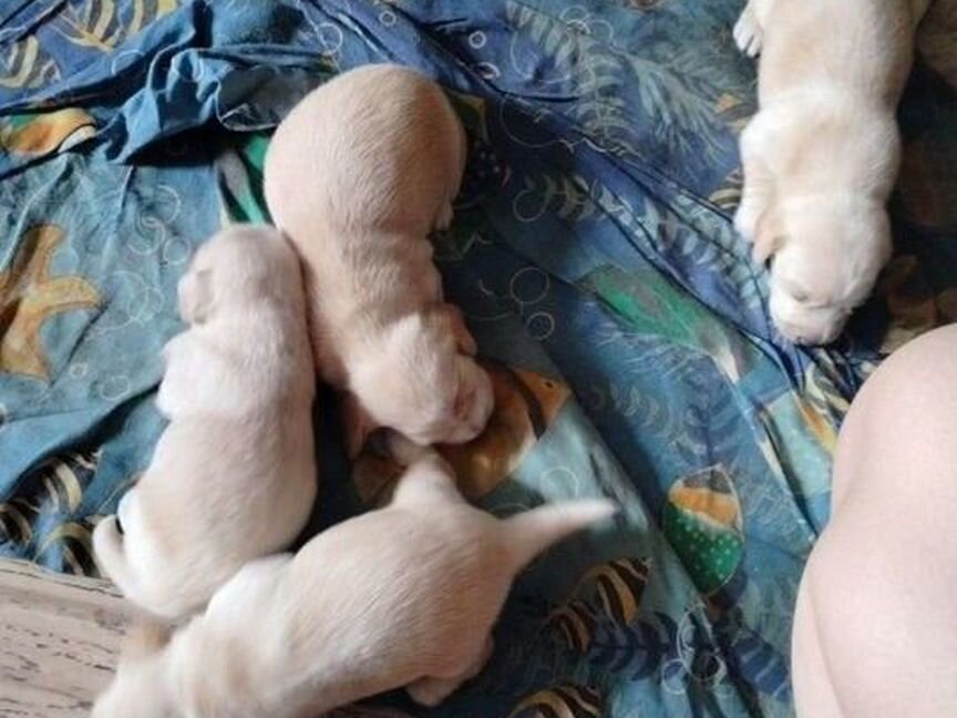 Щенки дворняги