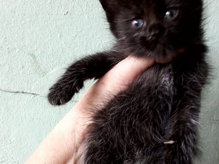 Котенок девочка