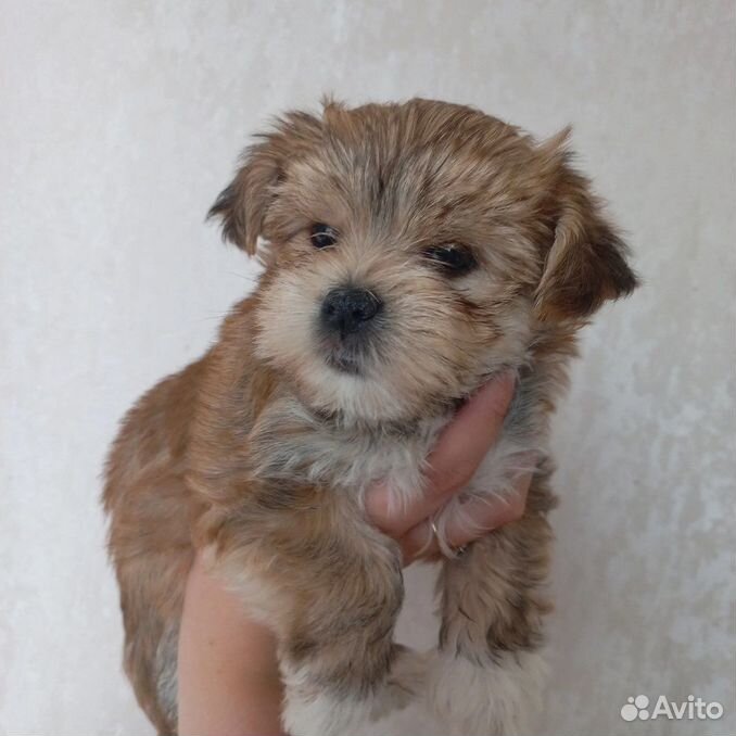 Щенок мальтезе и йорка