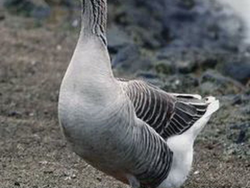 Инкубационнон яйцо