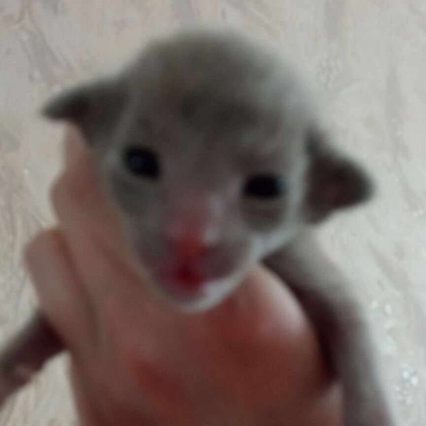 Ориентальный котенок