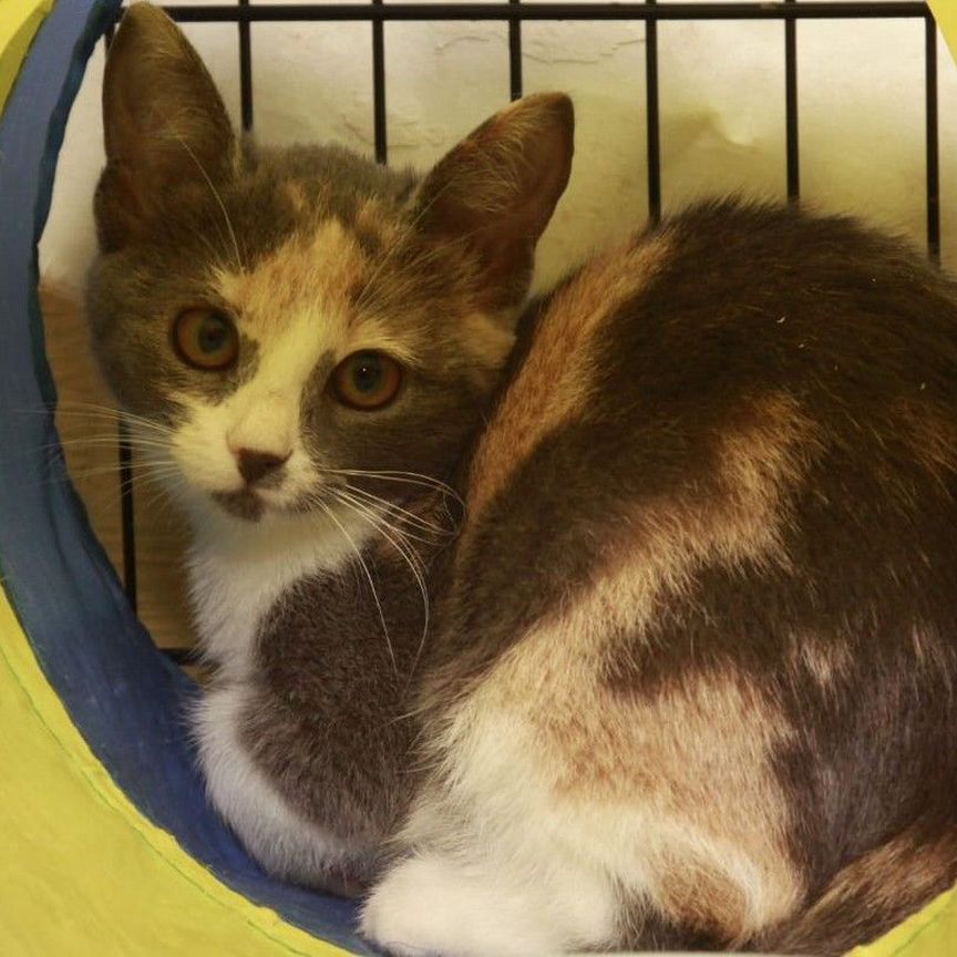 Трехцветный котёнок в добрые руки