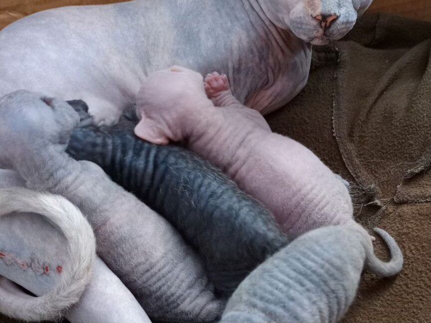 Сфинкс велюр