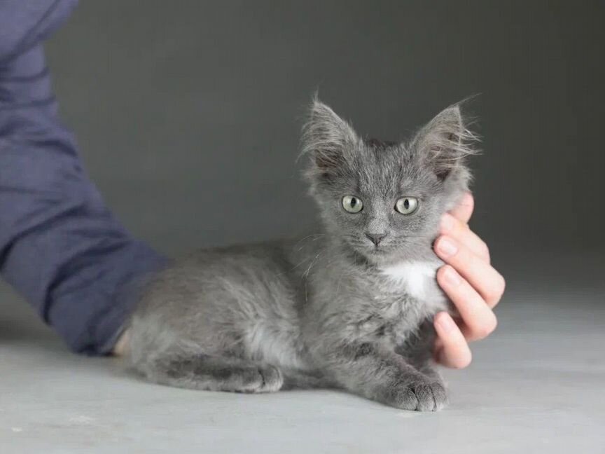 Котёнок Лукерья в добрые руки