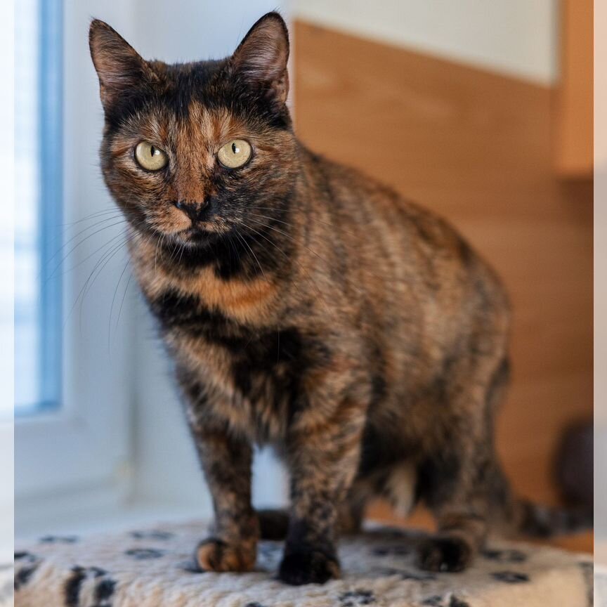 Кошечка с настоящим кошачьим характером
