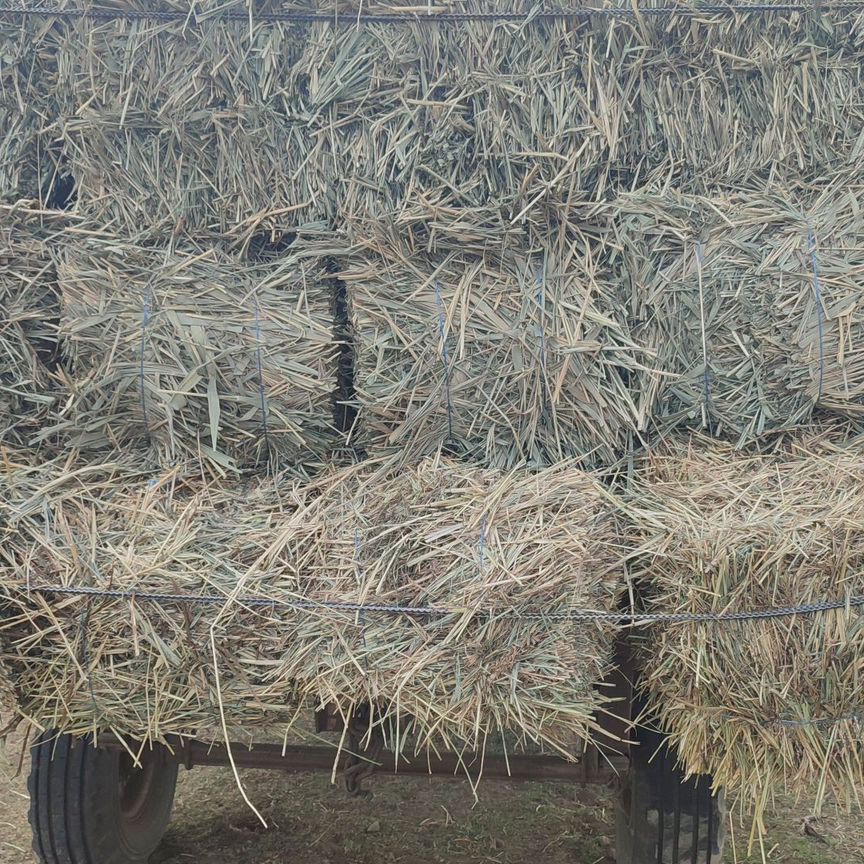 Сено, укос 2024