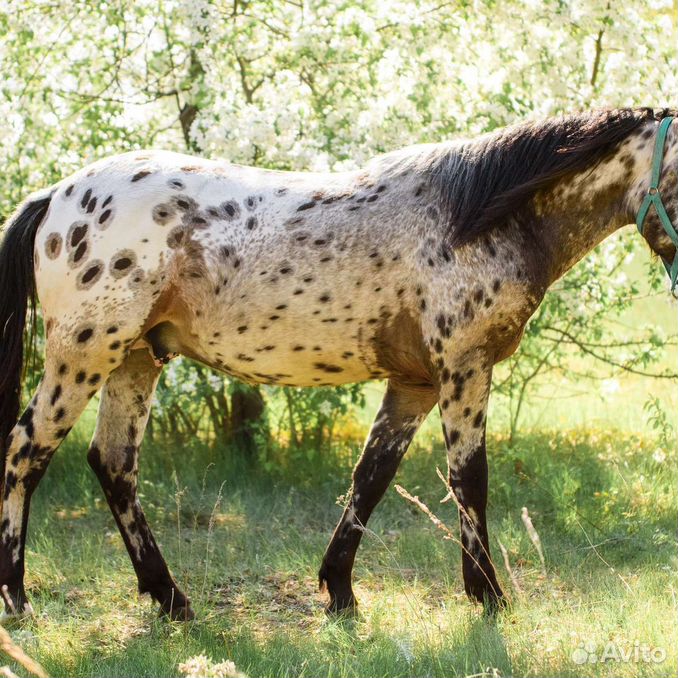 Продам лошадь