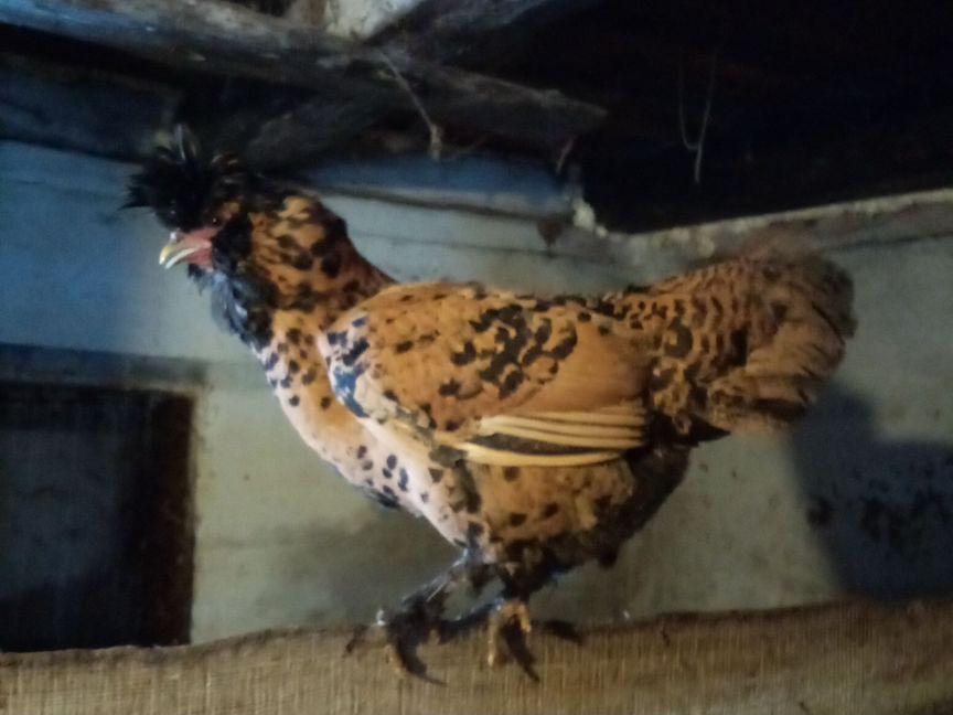 Породные куры