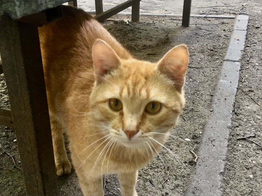 Ласковый котик ищет свою семью