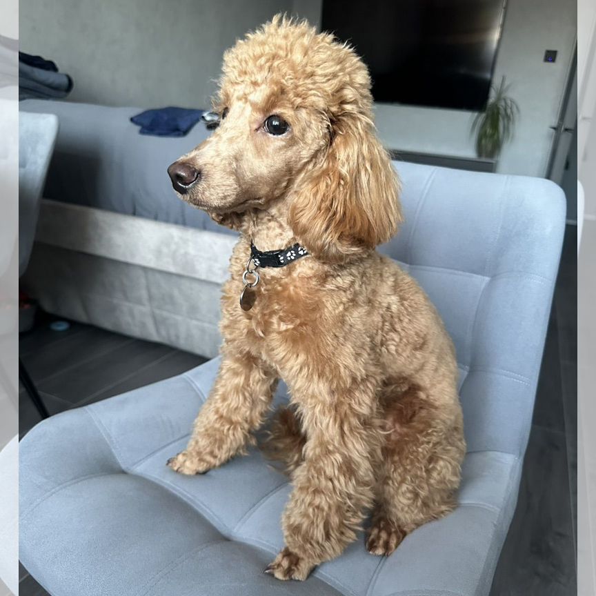 Карликовый пудель, щенок