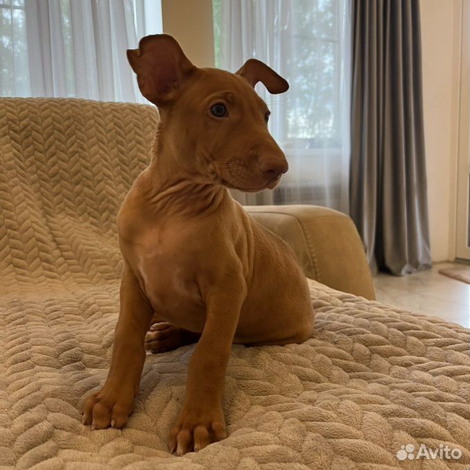 Фараонова Собака