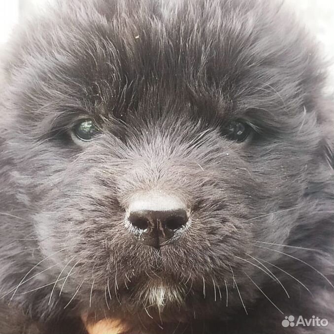 Щенки ньюфаундленда