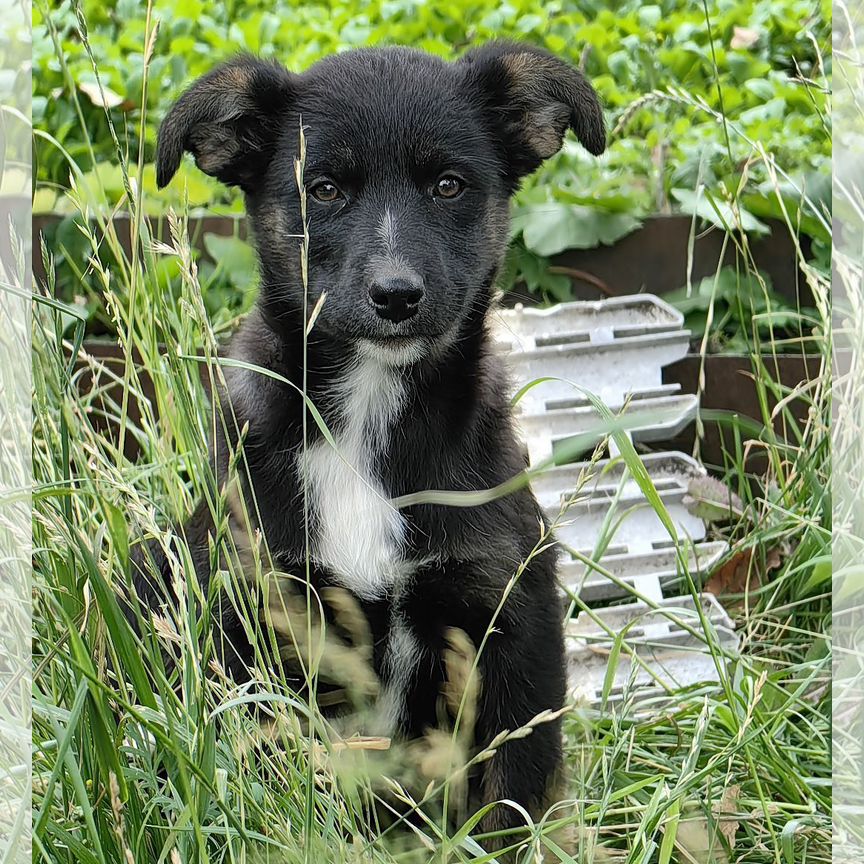 Щенок в добрые руки