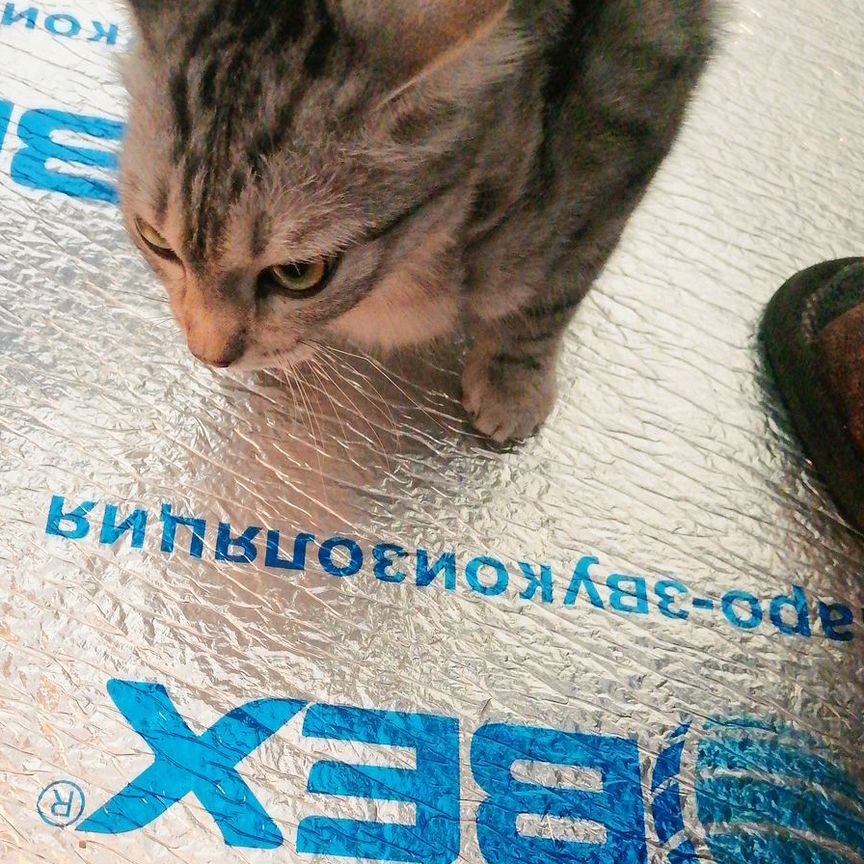 Отдам кошку в добрые руки, девочка 9 месяцев