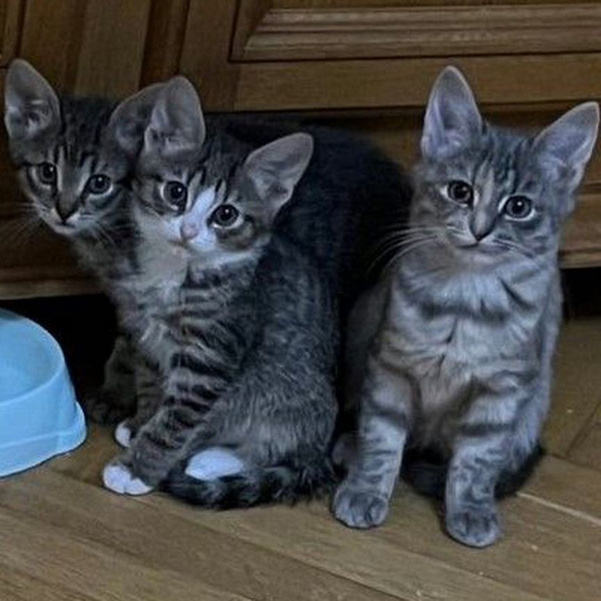 Котятам нужен дом