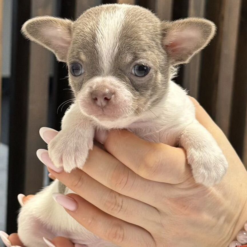 Чихуахуа Леон