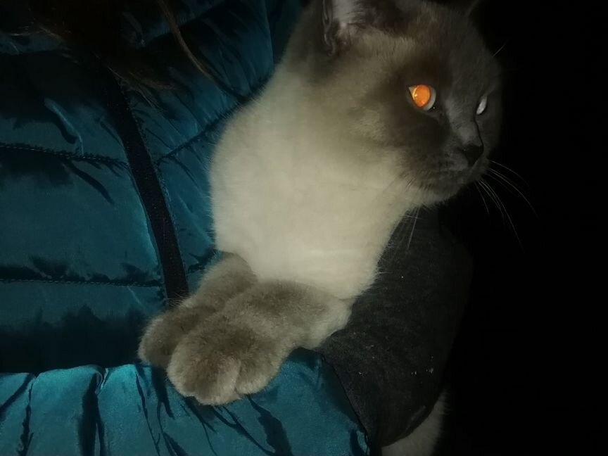 Сиамский кот