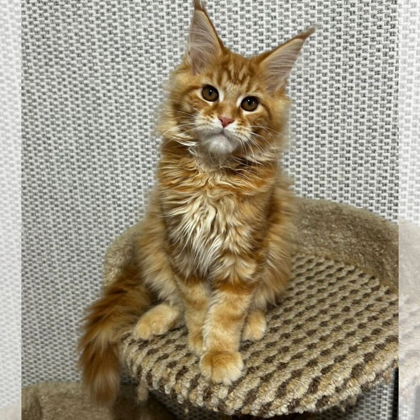 Мейн-кун котёнок