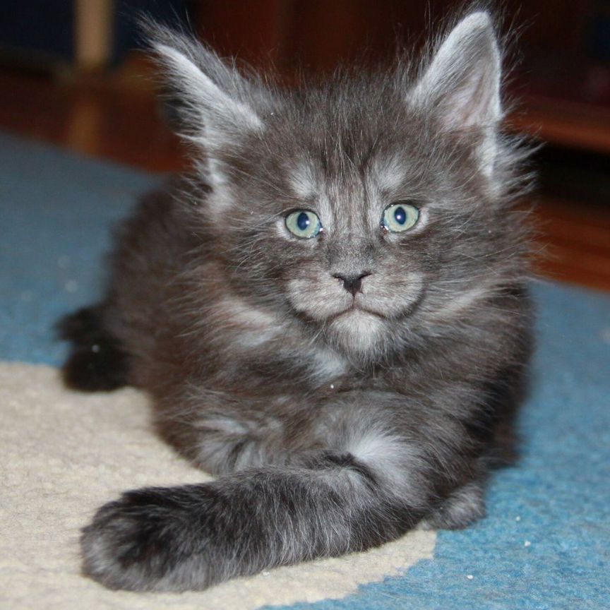 Мейн-кун котёнок