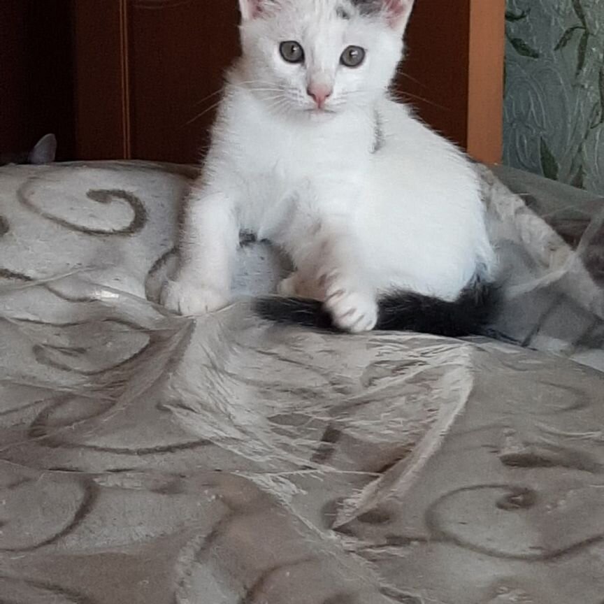 Котенок в добрые руки