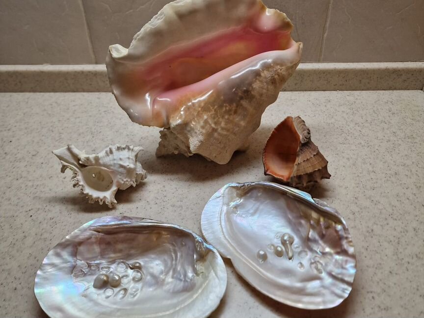 Морские ракушки раковины