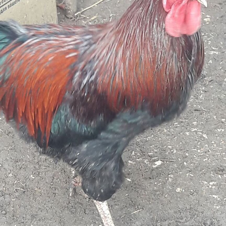 Петухи/Мясо петуха