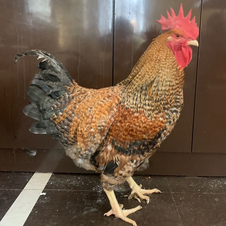 Петух породы Леггорн 10месяцев