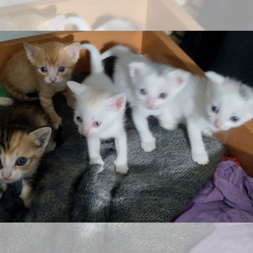 Котёнок в добрые руки