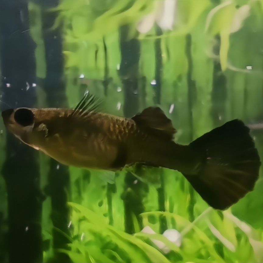 Гуппи чистая линия