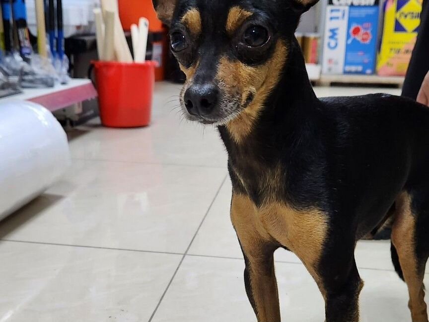 Русский той-терьер вязка