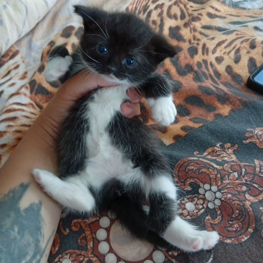 Котёнок в добрые руки
