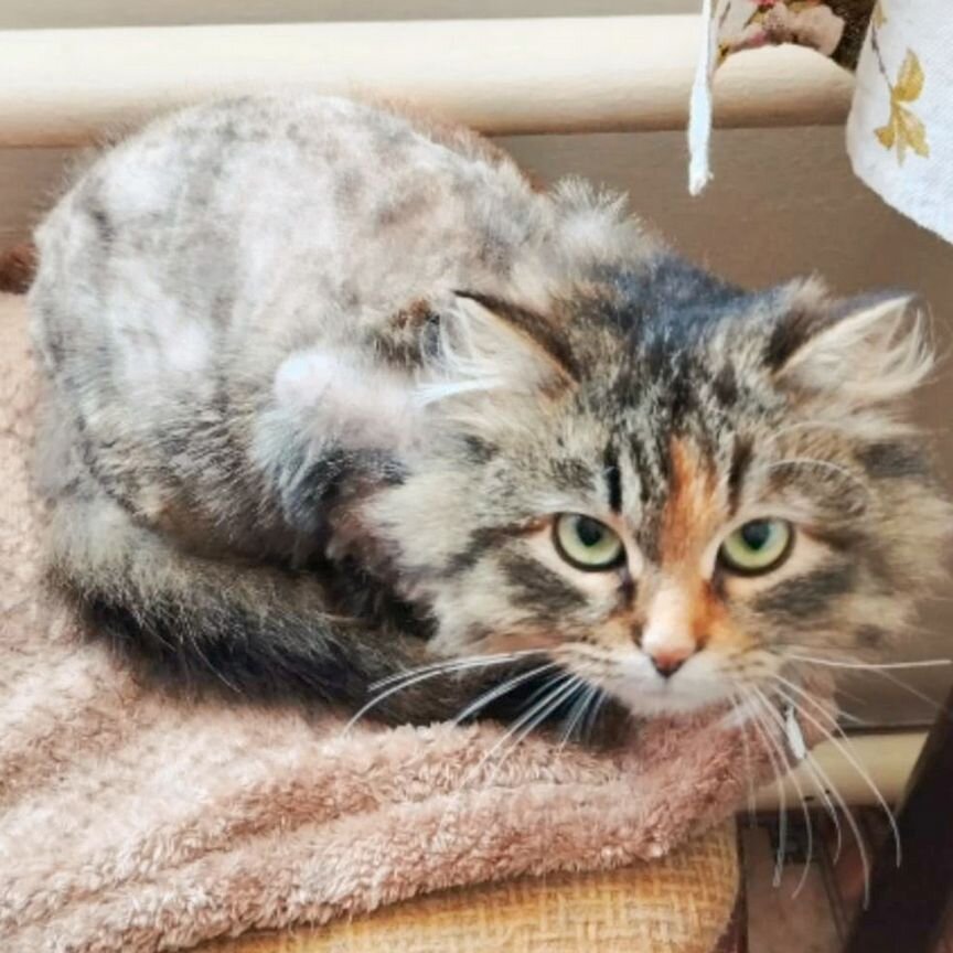 Кошечка в добрые руки