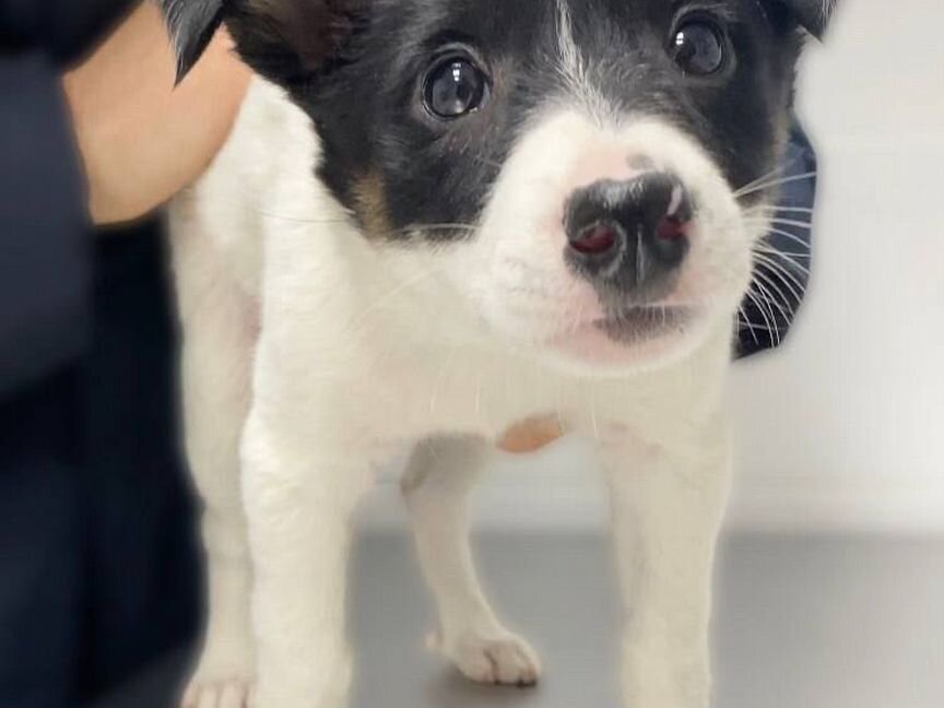 Щеноу в добрые руки