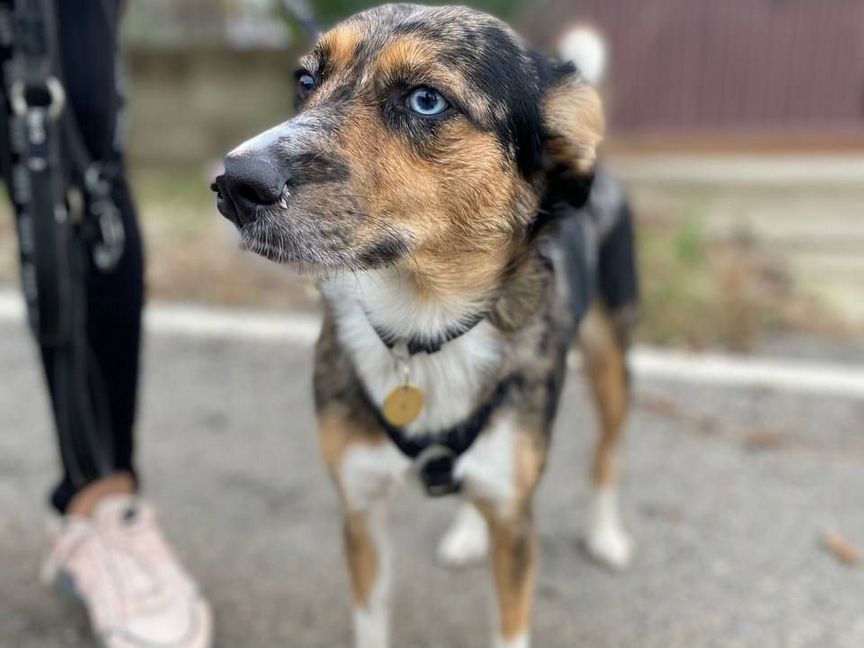 Собака в добрые руки метис аусси