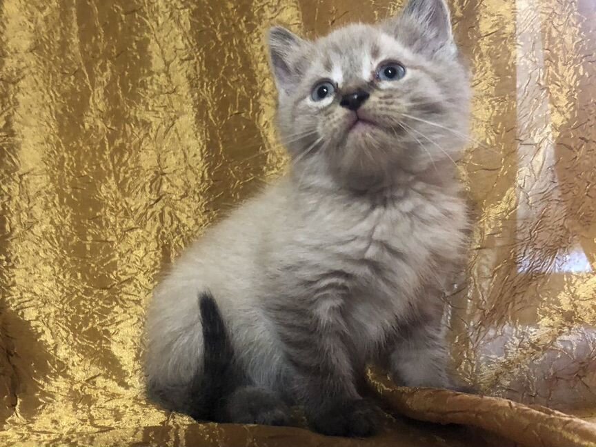 Помесь сиамский котёнок