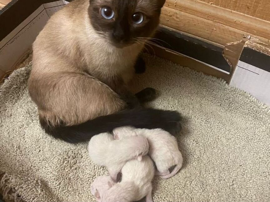 Котята тайские, чистокровные