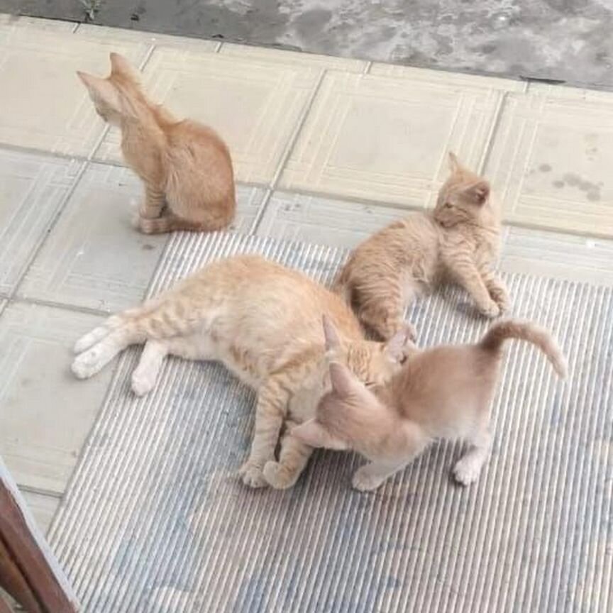 Кошка и котята