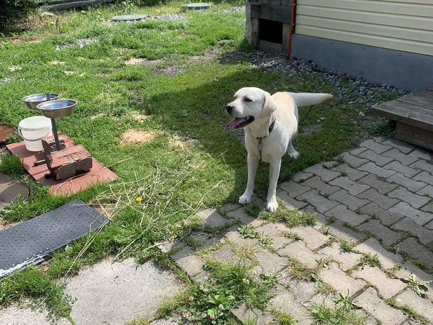 Собака лобрадор