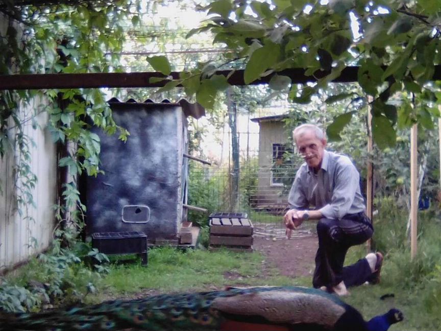 Павлины, пара четыре года