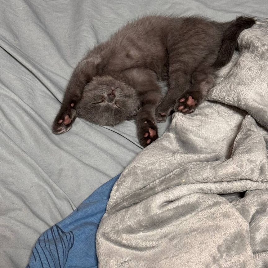 Котик шотландец бесплатно