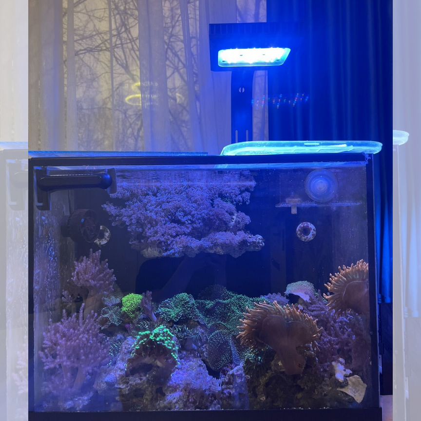 Морской аквариум с задним сампом