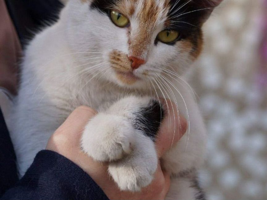 Маскарадная кошка